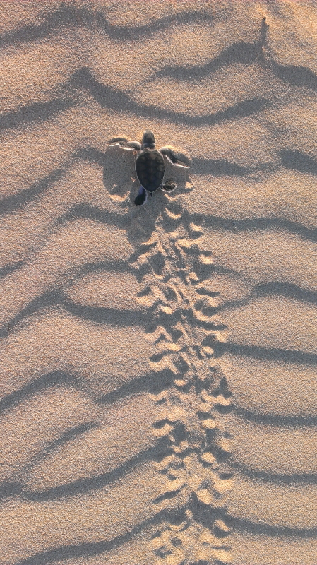 20. Baby turtle tracks | Seeingoz